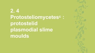 Protosteliomycetes | PPTX