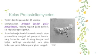 Protosteliomycetes | PPTX