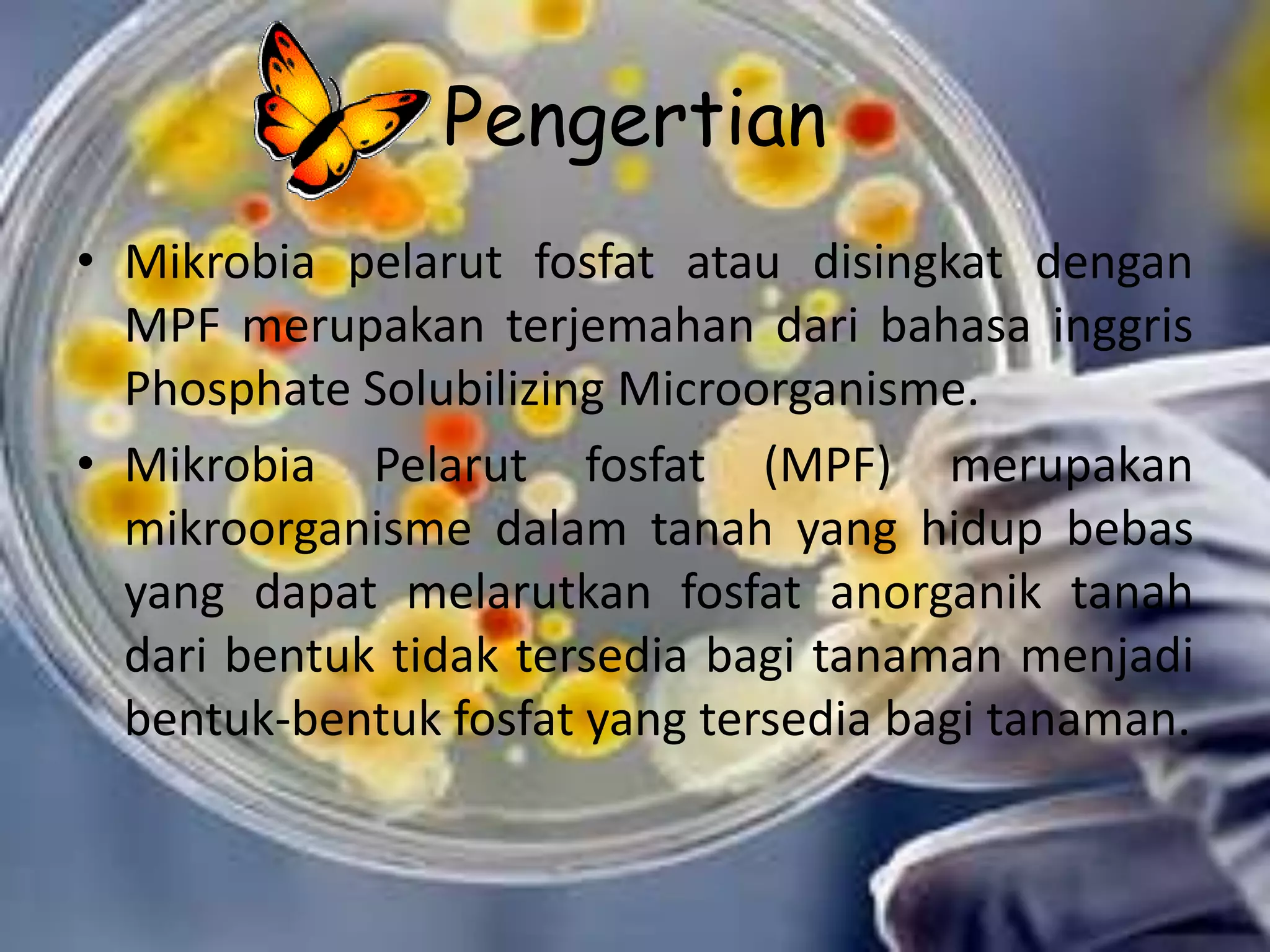 Mikroba pelarut posfat | PPTX