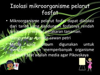 Mikroba pelarut posfat | PPTX