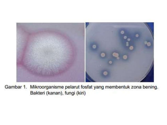Mikroba pelarut posfat | PPTX