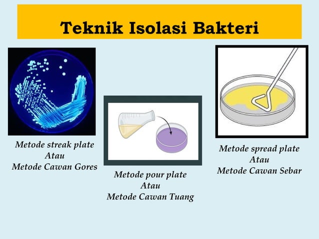 MIKROBIOLOGI 11 (TEKNIK ISOLASI BAKTERI).ppt