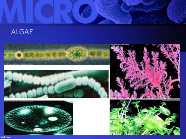 Mikrobiologi2 | PPT