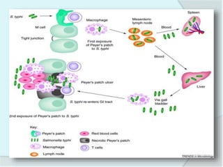 Mikrobiologi dan parasitologi | PPTX