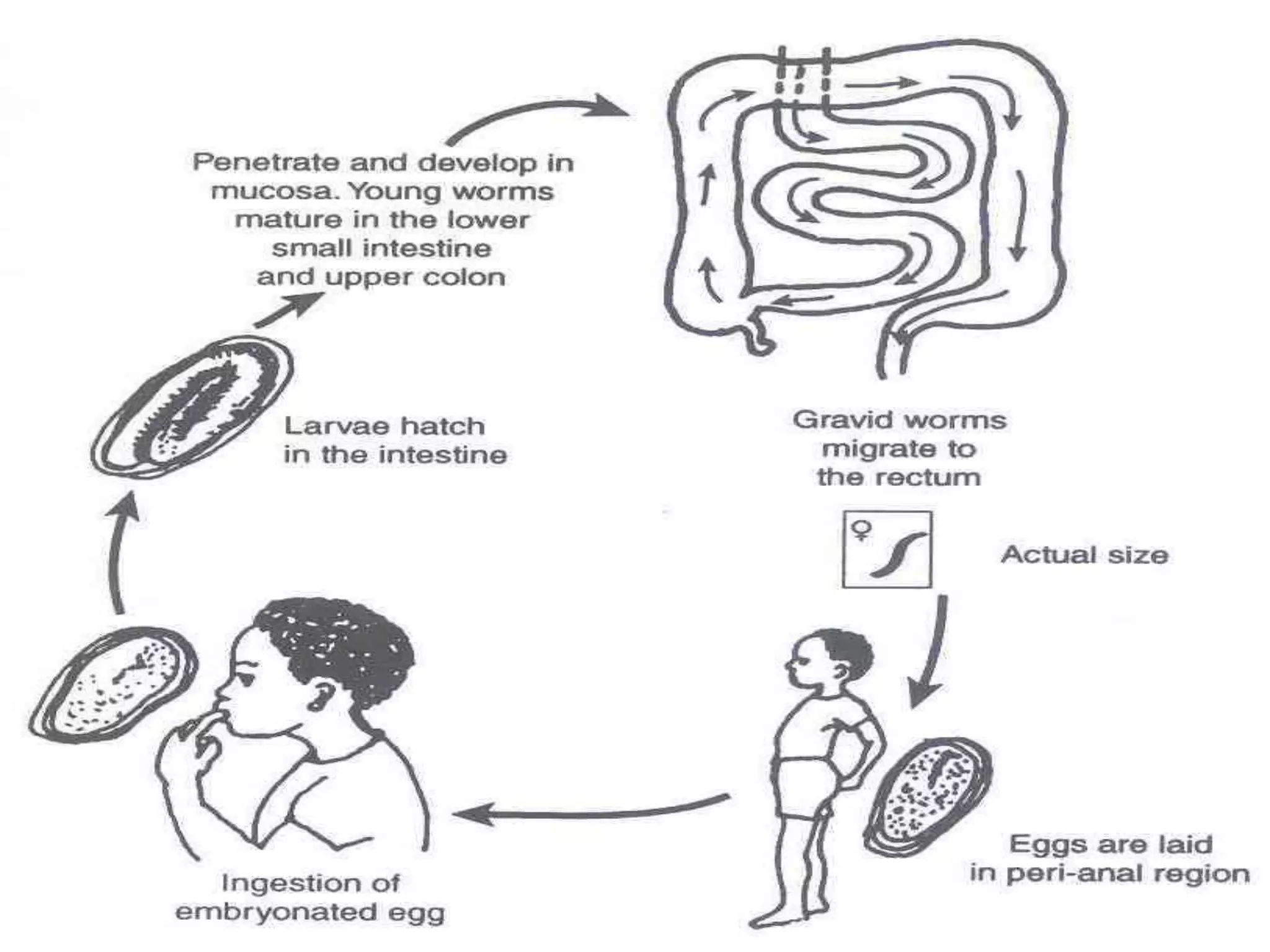 Mikrobiologi dan parasitologi | PPTX