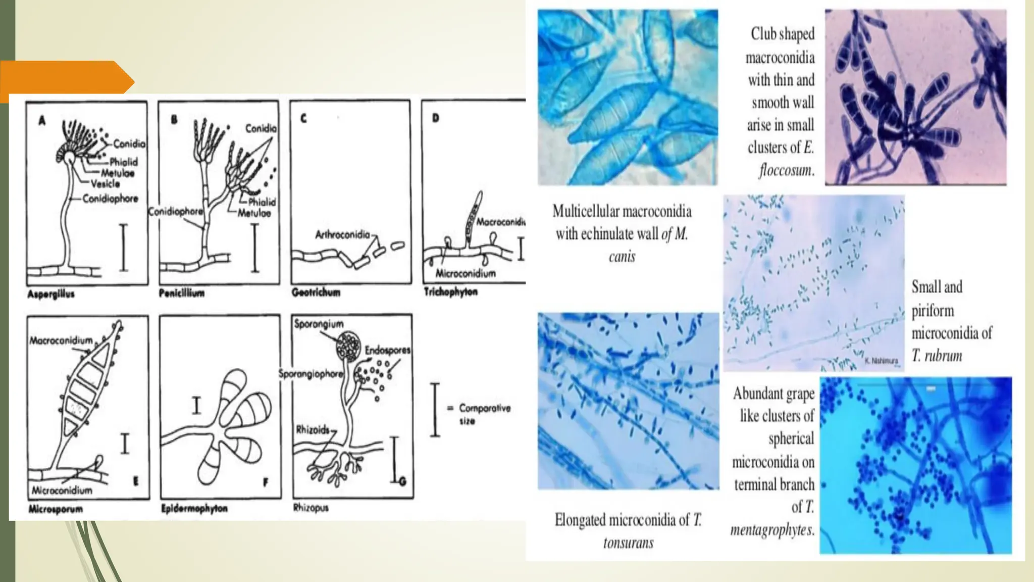 Mikrobiologi pada blok penyakit dermatologi.pdf