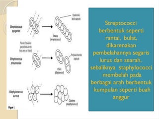 mikrobiologi kuman strepto dan staphylo.pptx
