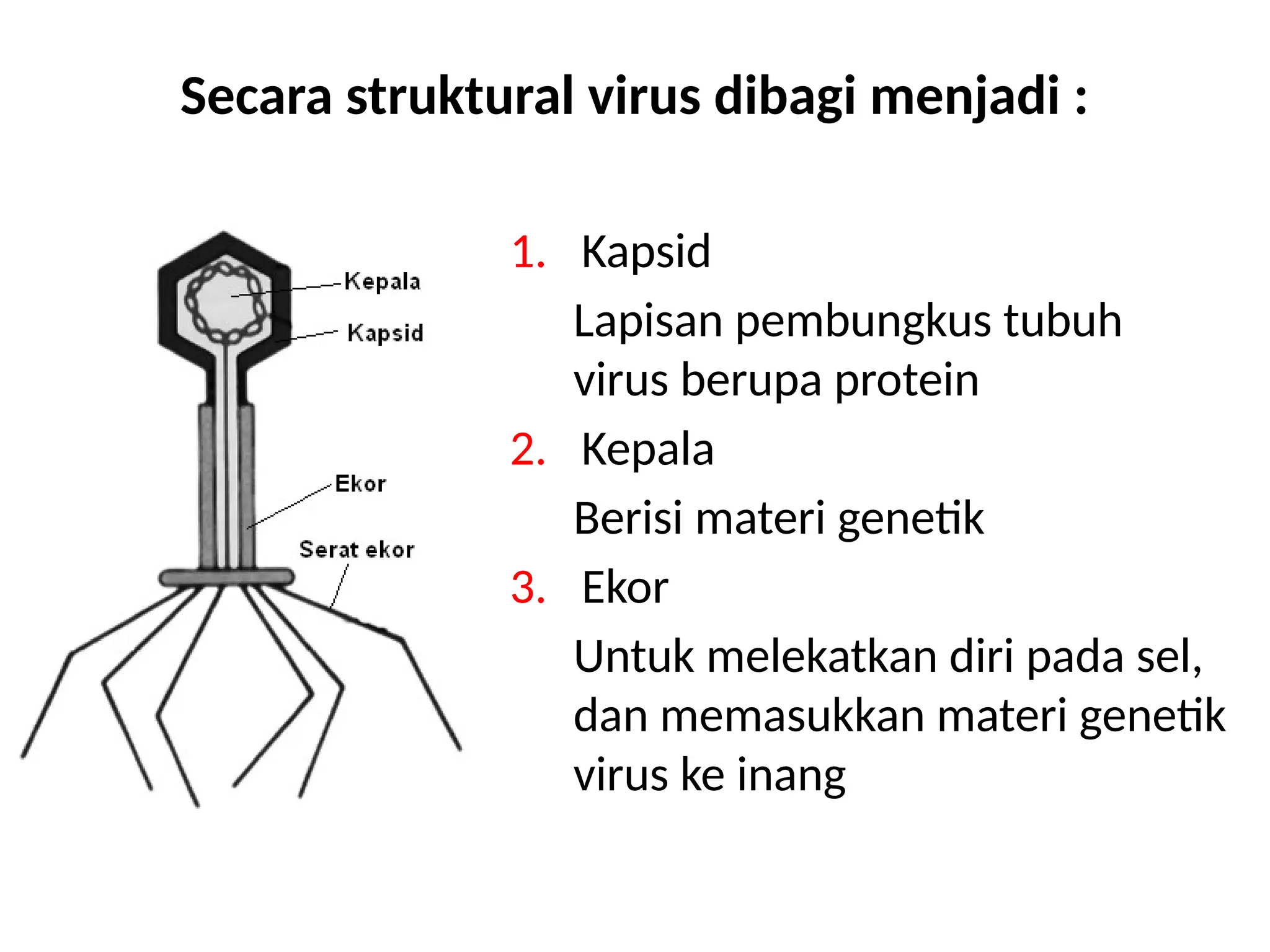 MIKROBIOLOGI PERAIRAN 11.VIRUS pada Ikan pptx | PPTX