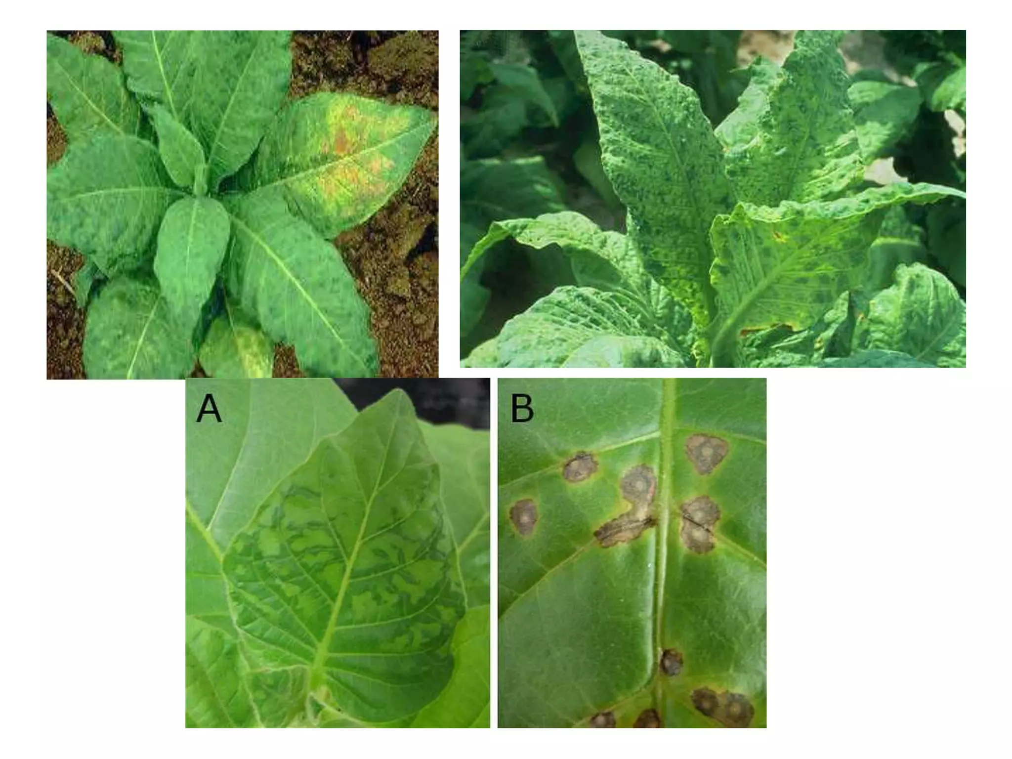 Mikrobiologi pertanian | PPTX