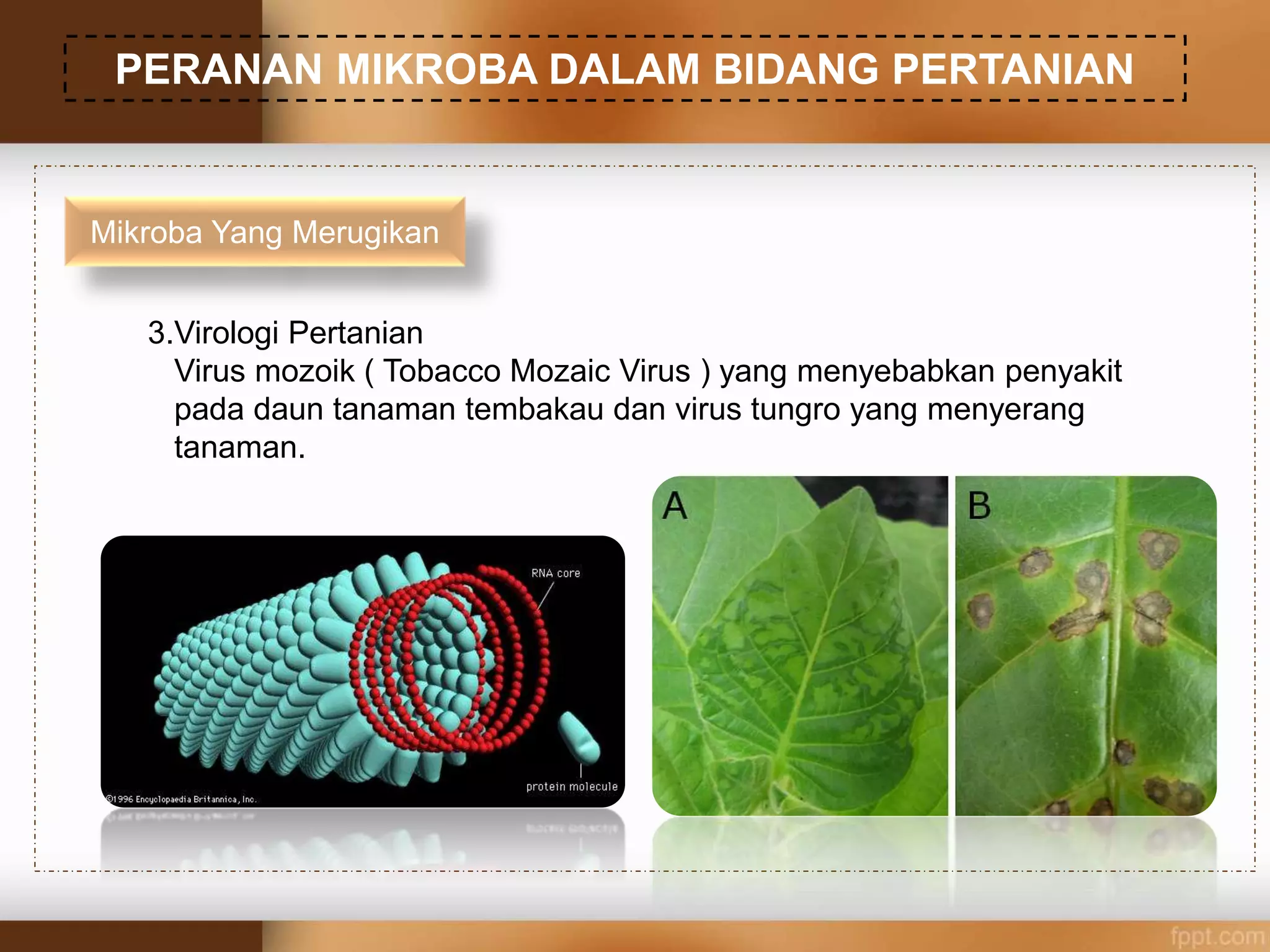 Mikrobiologi_pertanian_rtf.ppt