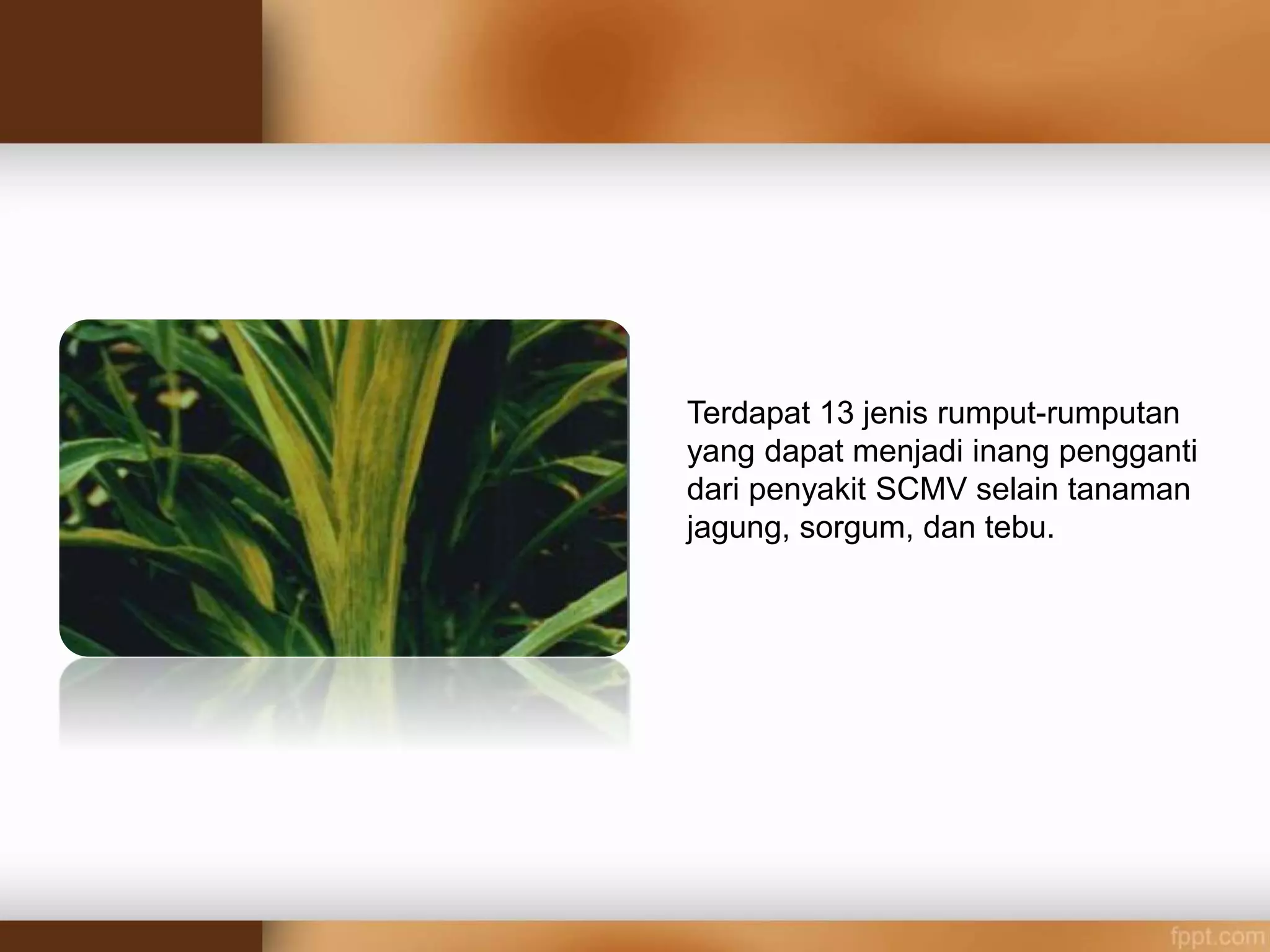 Mikrobiologi_pertanian_rtf.ppt