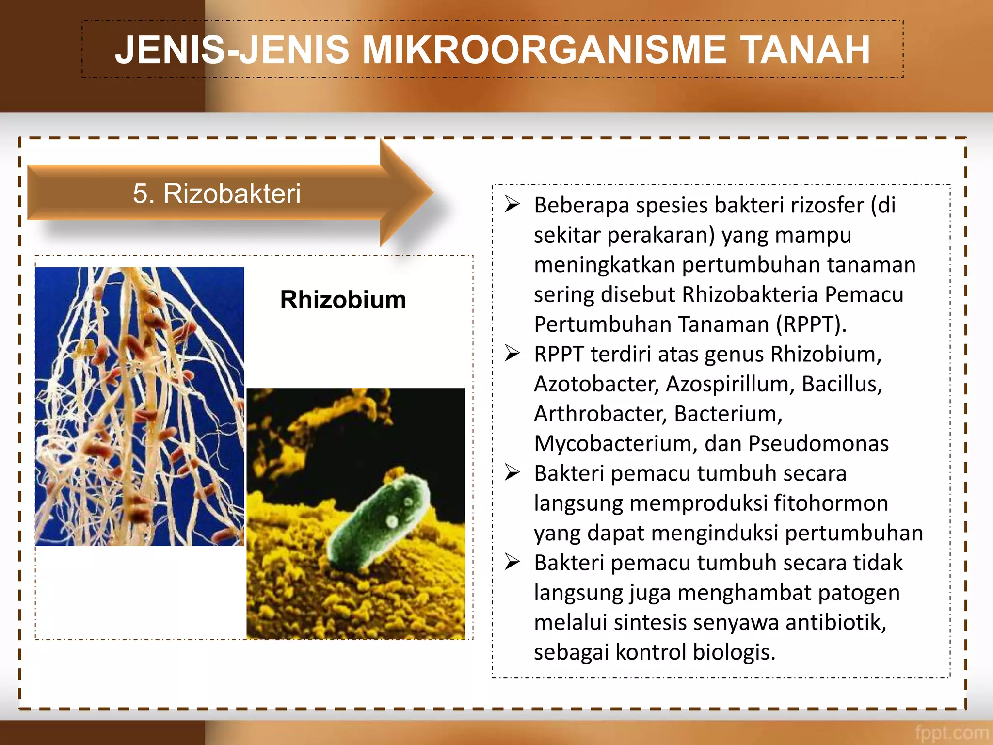 Mikrobiologi_pertanian_rtf.ppt