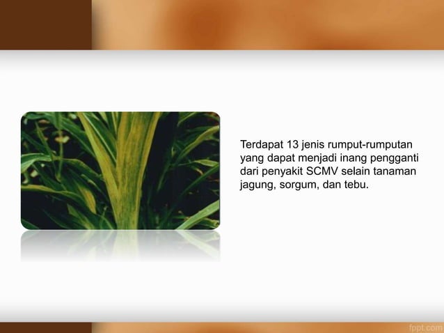 Mikrobiologi_pertanian_rtf.ppt