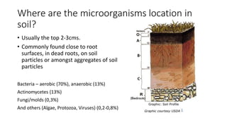 MIKROBIOLOGI TANAH.pptx