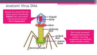 Virus DNA - Mikrobiologi Pertanian | PPTX