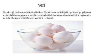 Mikrobiologjia e vezeve senad muqaku | PPTX