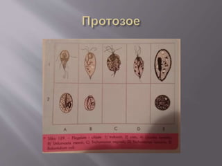 Protozoe | PPT