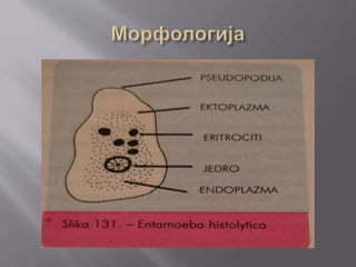 Amebe tjelesnih šupljina (entamoeva histolytica) | PPT