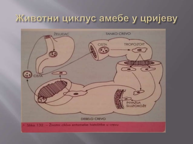 Amebe tjelesnih šupljina (entamoeva histolytica) | PPT