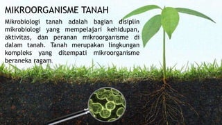 Mikroganismes | PPTX