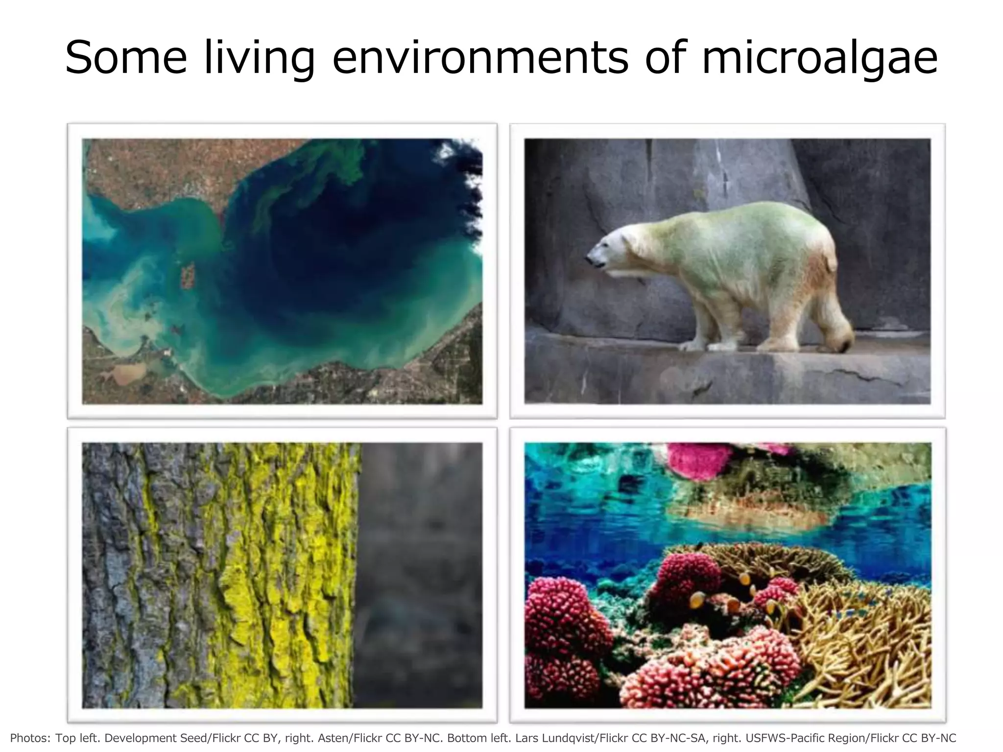 Marjukka Lamminen - Microalgae as protein feeds for dairy cattle ...