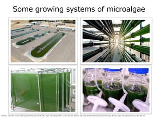 Marjukka Lamminen - Microalgae as protein feeds for dairy cattle ...
