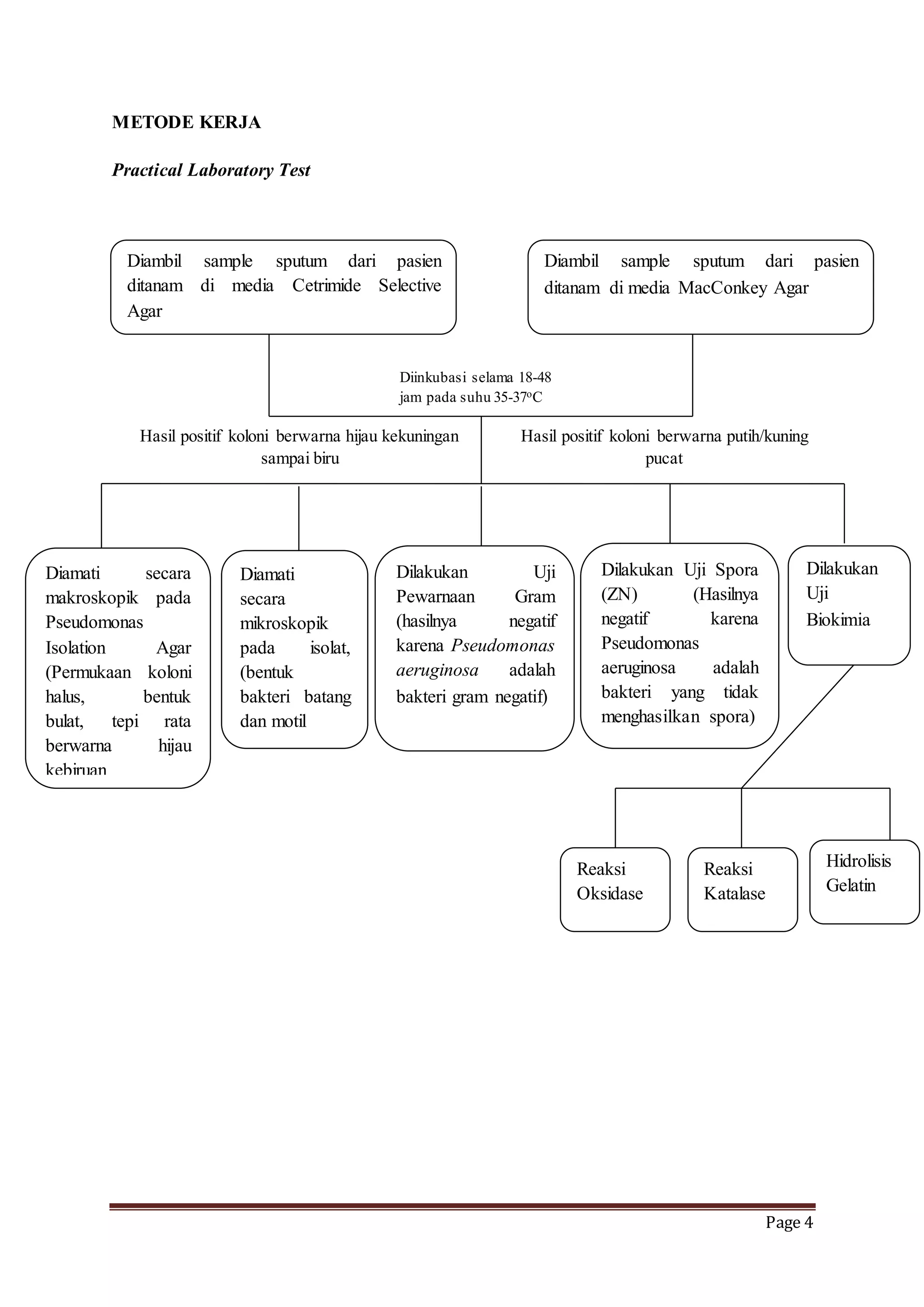 Mikro makalah pseudomonas aeruginosa | DOCX