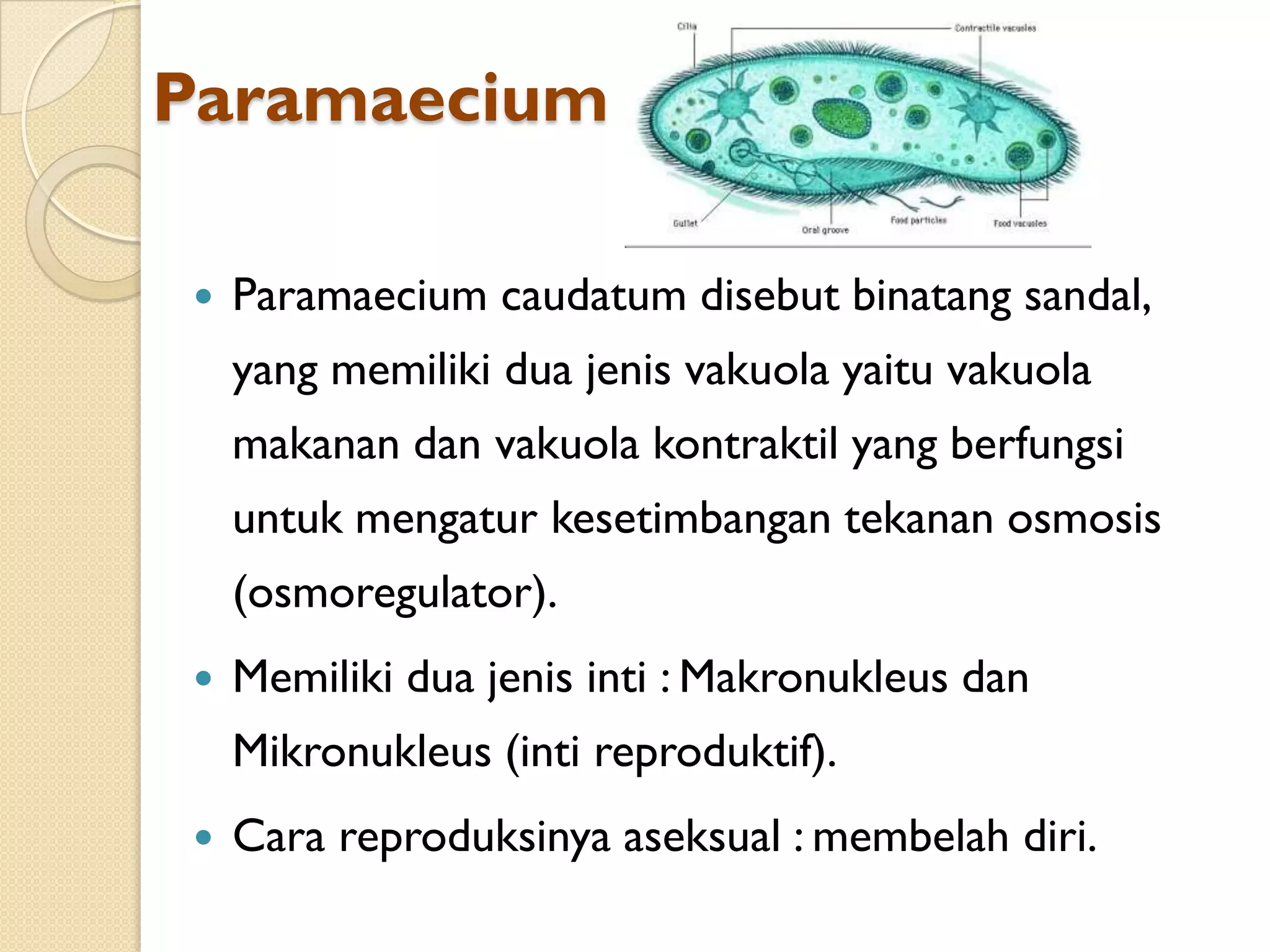 Mikroorganisme | PPTX