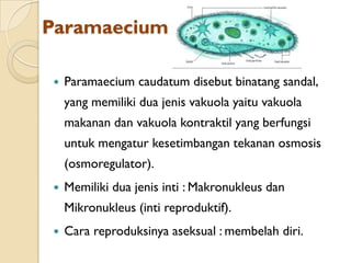Mikroorganisme | PPTX