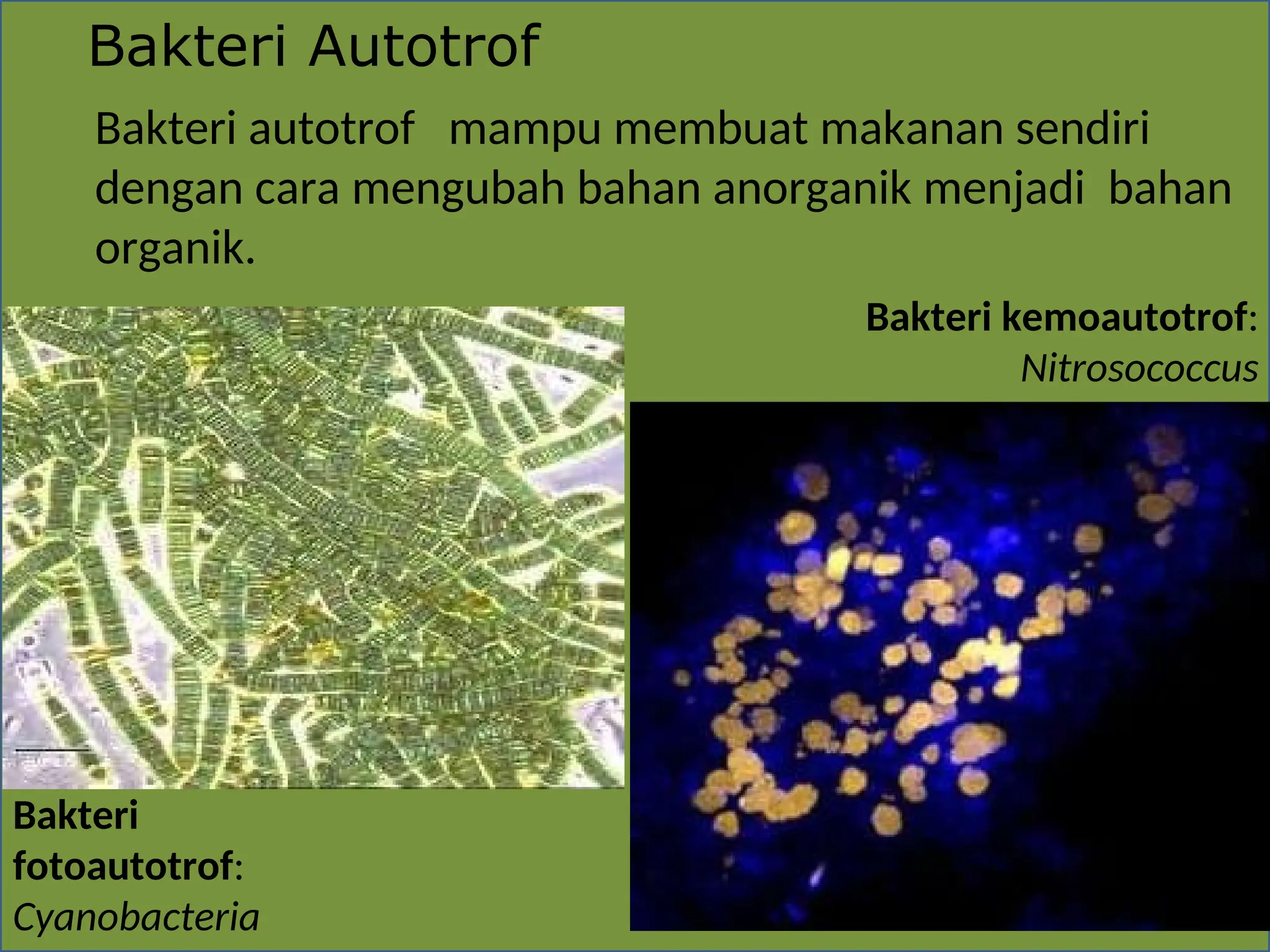 Materi kelas X mikroorganisme (Monera).ppt