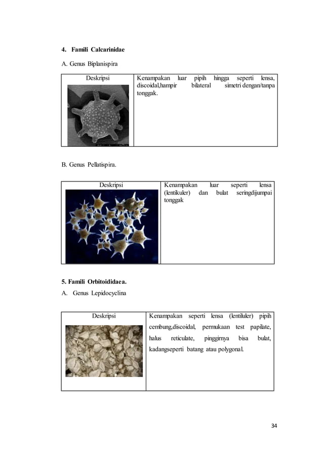 Mikropal | PDF