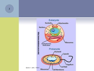 Dasar Bakteriologi | PPTX