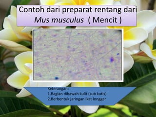 metode mikriteknik | PPTX
