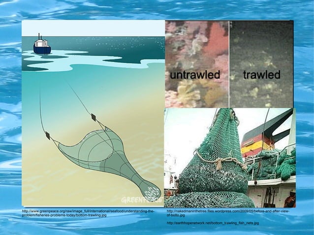 Mila, alex k, teodor 103 overfishing ppt | PPT | Free Download