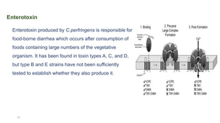 clostridium.perfringenes | PPTX
