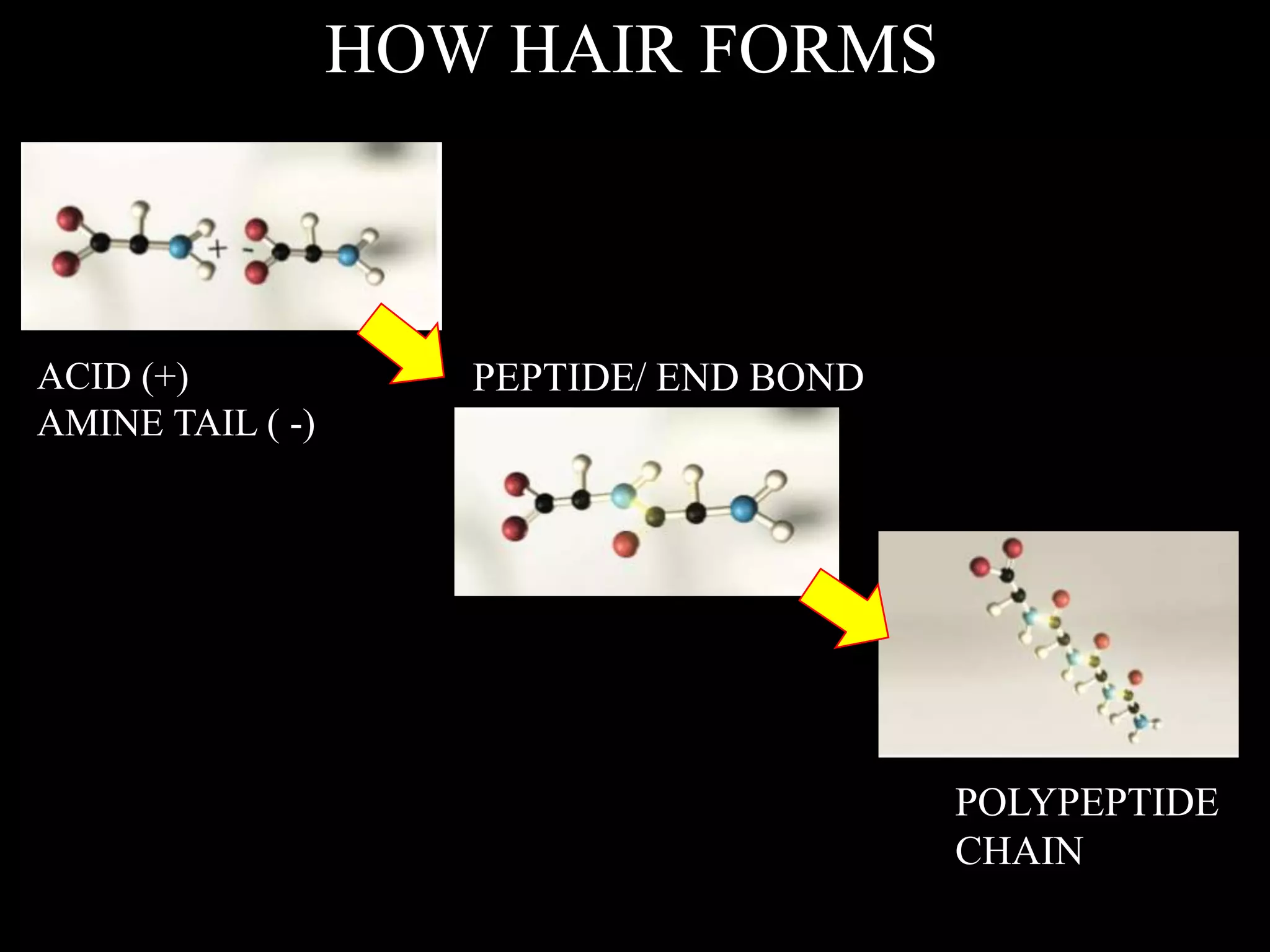 Milady ch 20 Perms Relaxers | PPTX
