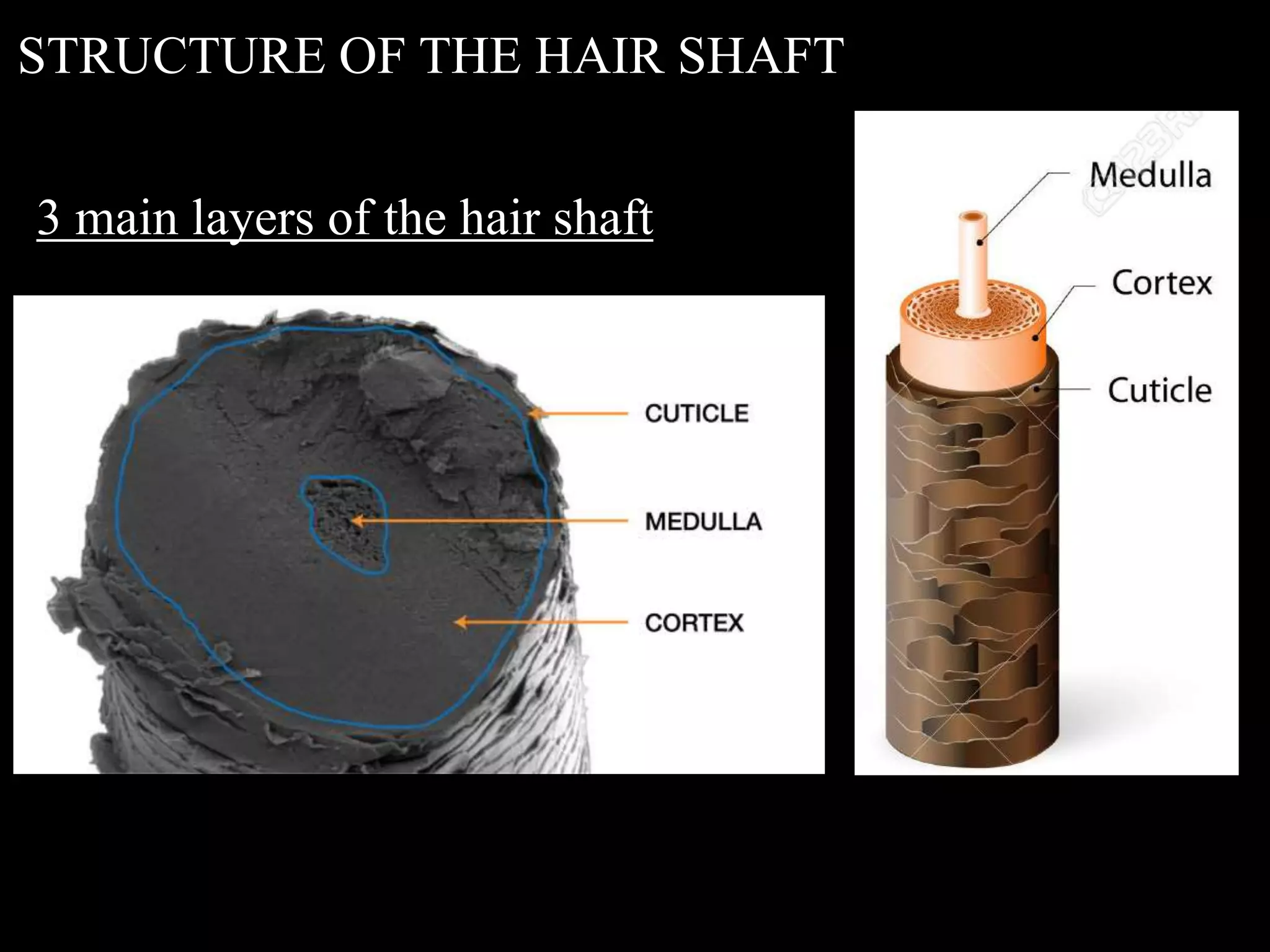 Milady ch 20 Perms Relaxers | PPTX