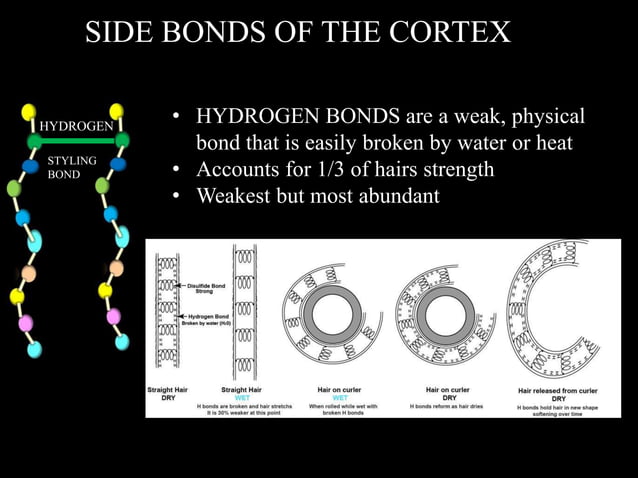 Milady ch 20 Perms Relaxers | PPTX