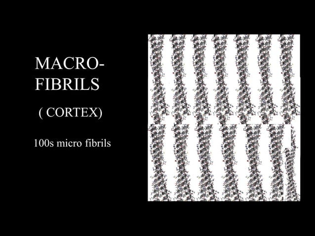 Milady ch 20 Perms Relaxers | PPTX