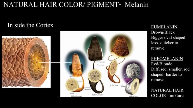 Milady Haircolor | PPTX