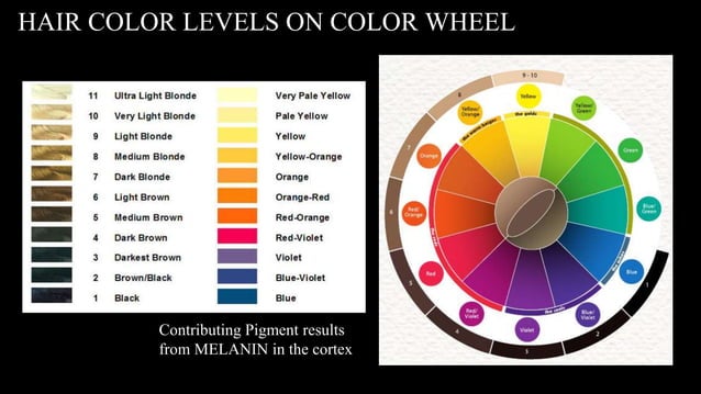 Milady Haircolor | PPTX