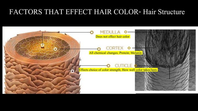 Milady Haircolor | PPTX