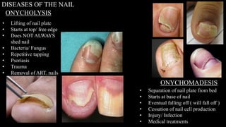 Milady nail disease & disorder | PPTX