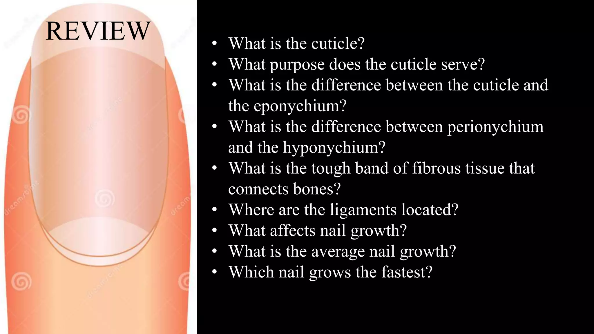 Milady nail structure | PPTX