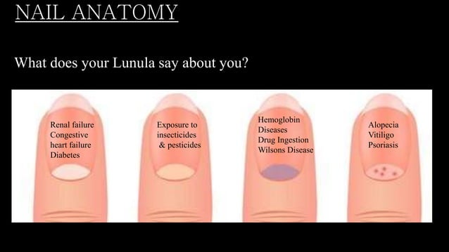 Milady nail structure | PPTX | Nail Care | Beauty