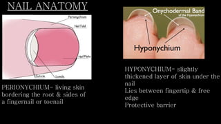 Milady nail structure | PPTX