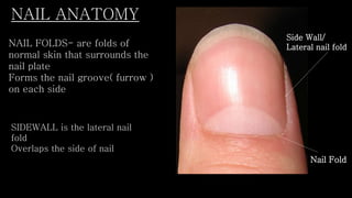 Milady nail structure | PPTX