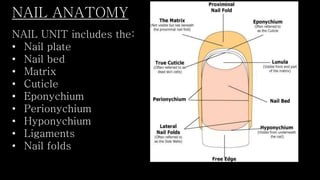 Hair Structure Diagram Milady