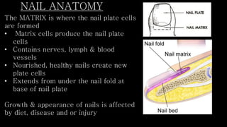 Milady nail structure | PPT