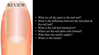 Milady nail structure | PPT